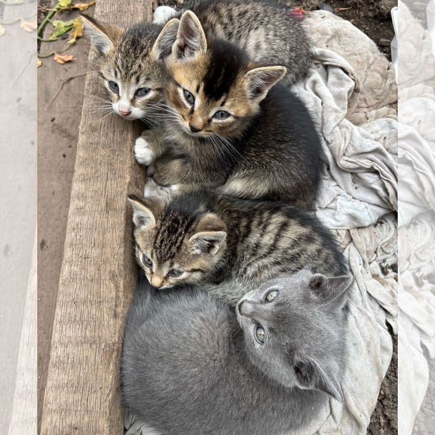Чудесные котятки ищут своих людей