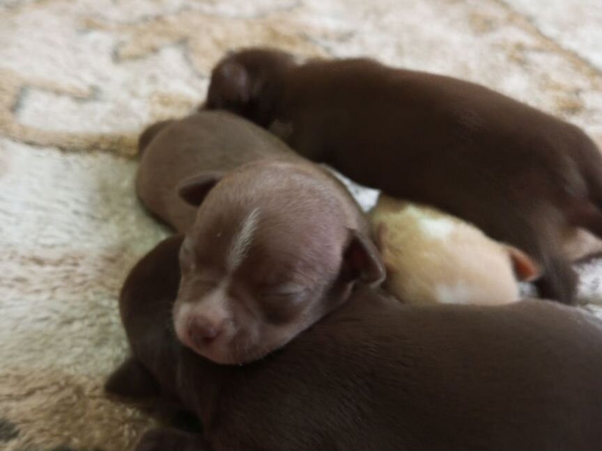 Щенки чихуахуа