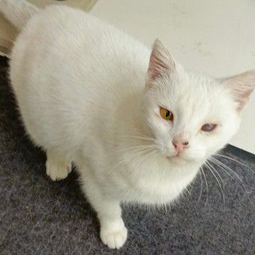 Отдам прекрасную кошечку