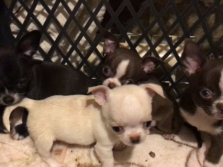Щенки чихуахуа мини