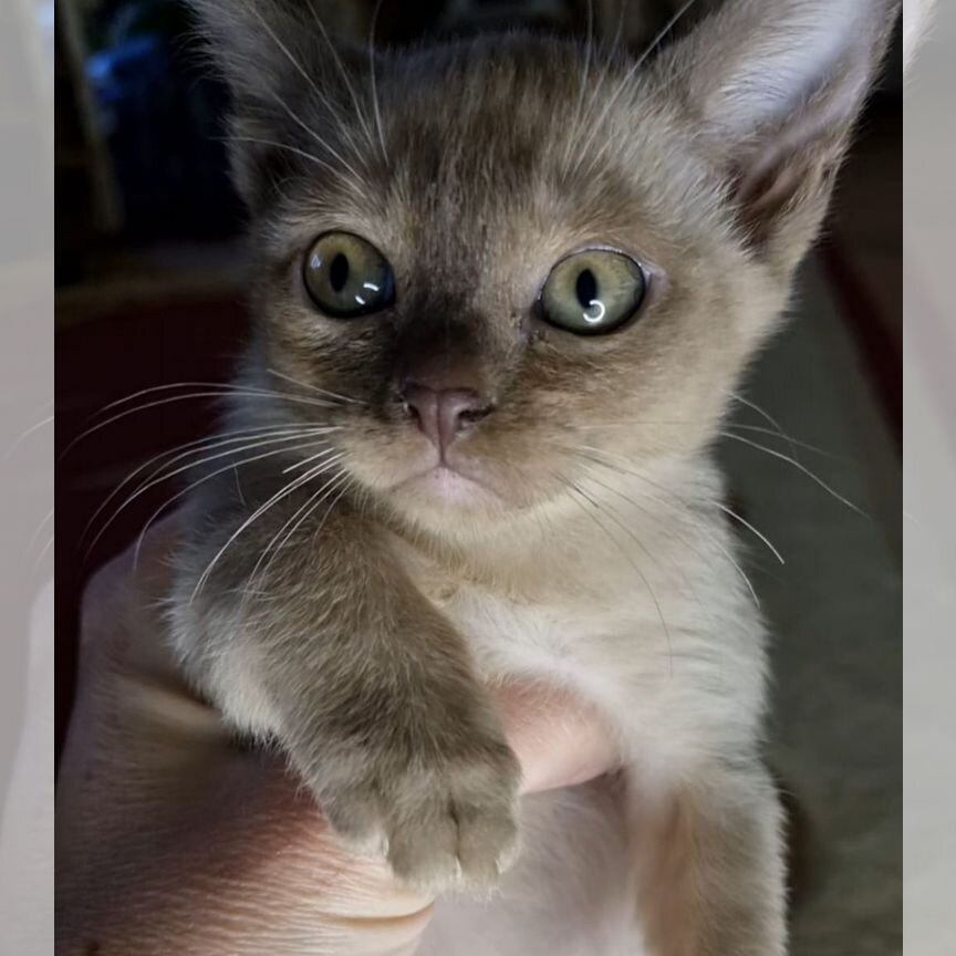 Котята европейской бурмы