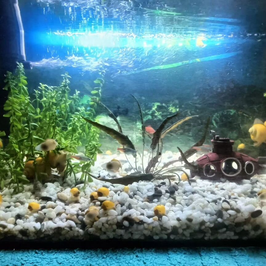 Улитки ампулярии