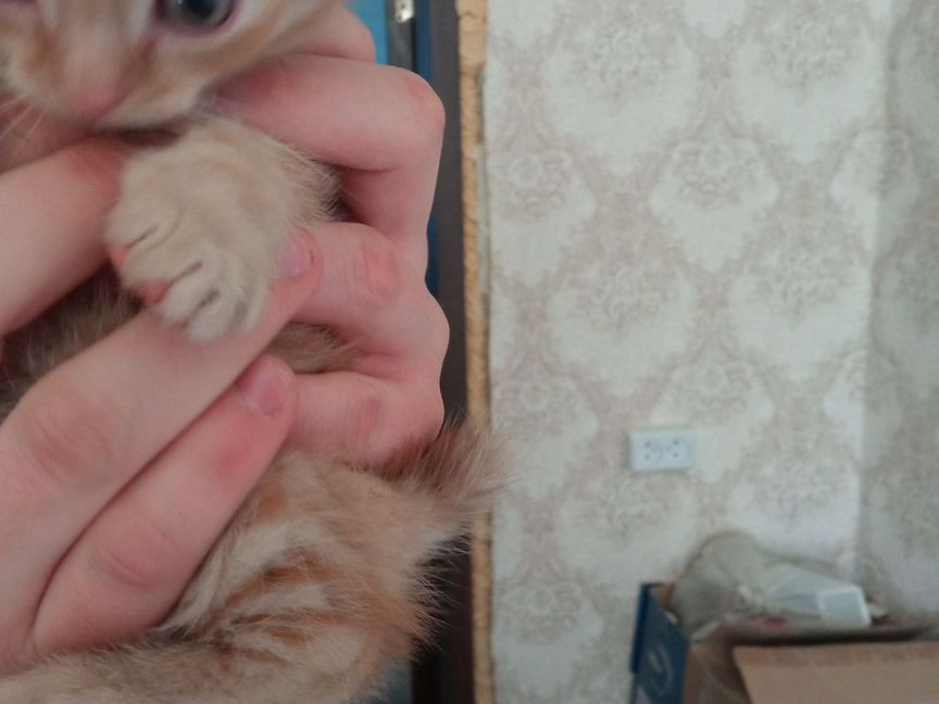 Шотландская