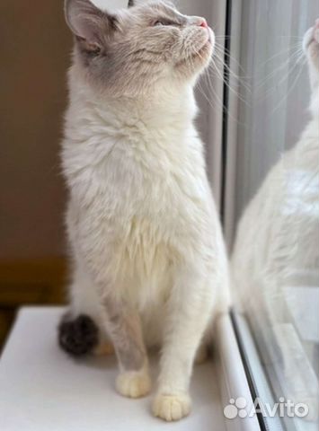 Котик ищет дом