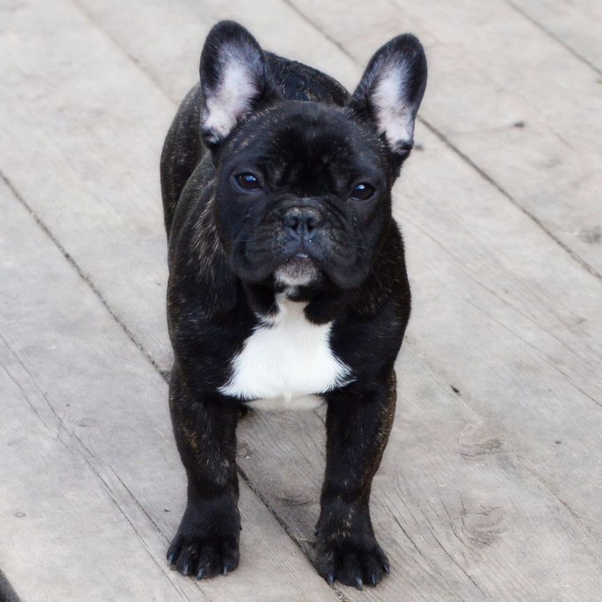 Французский бульдог, щенок