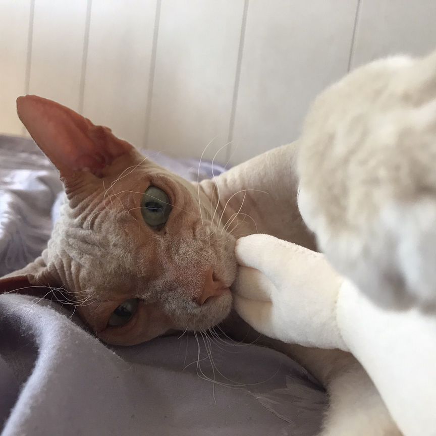 Кот сфинкс плюш