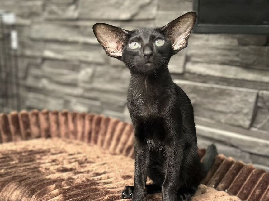 Кошечка Экстрим