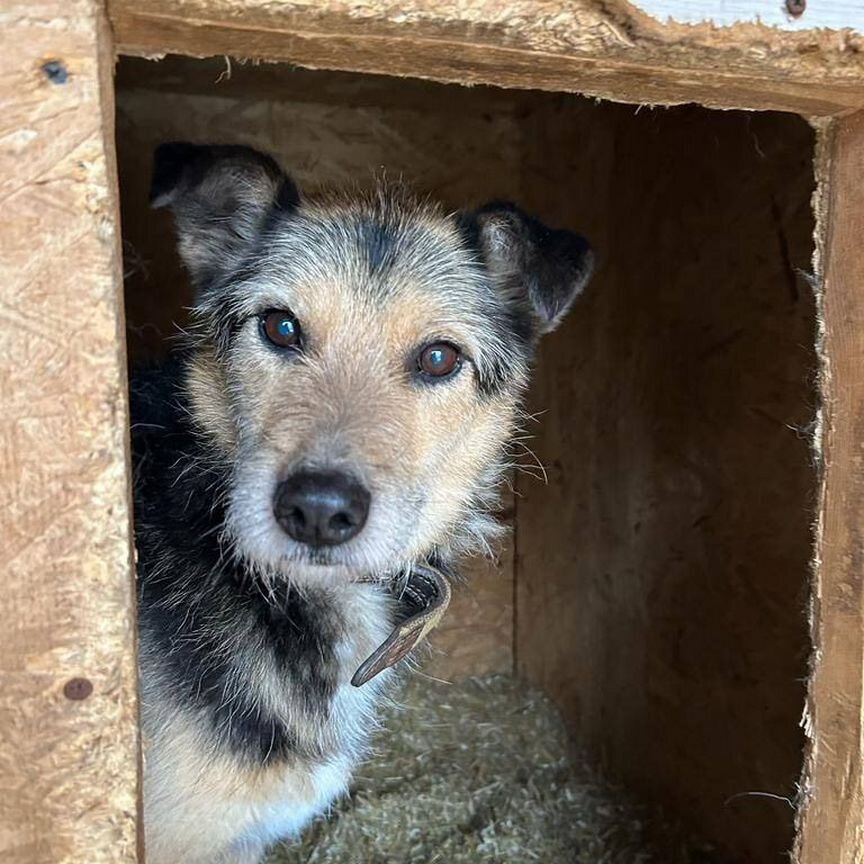 Взрослый пёс в добрые руки