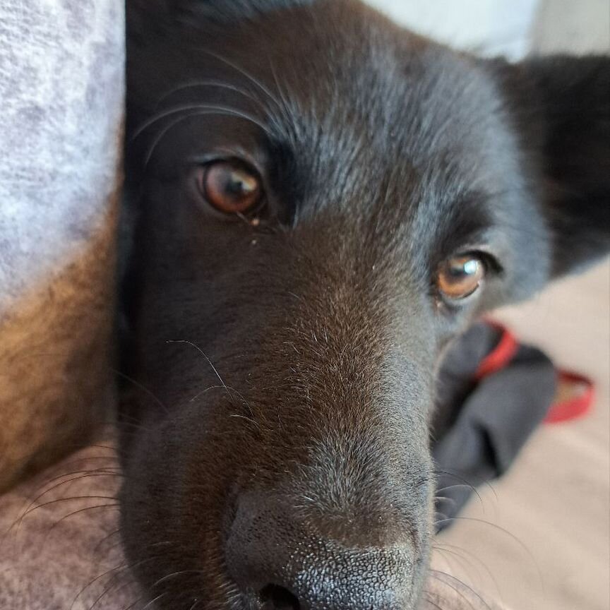 Лайка, щенок