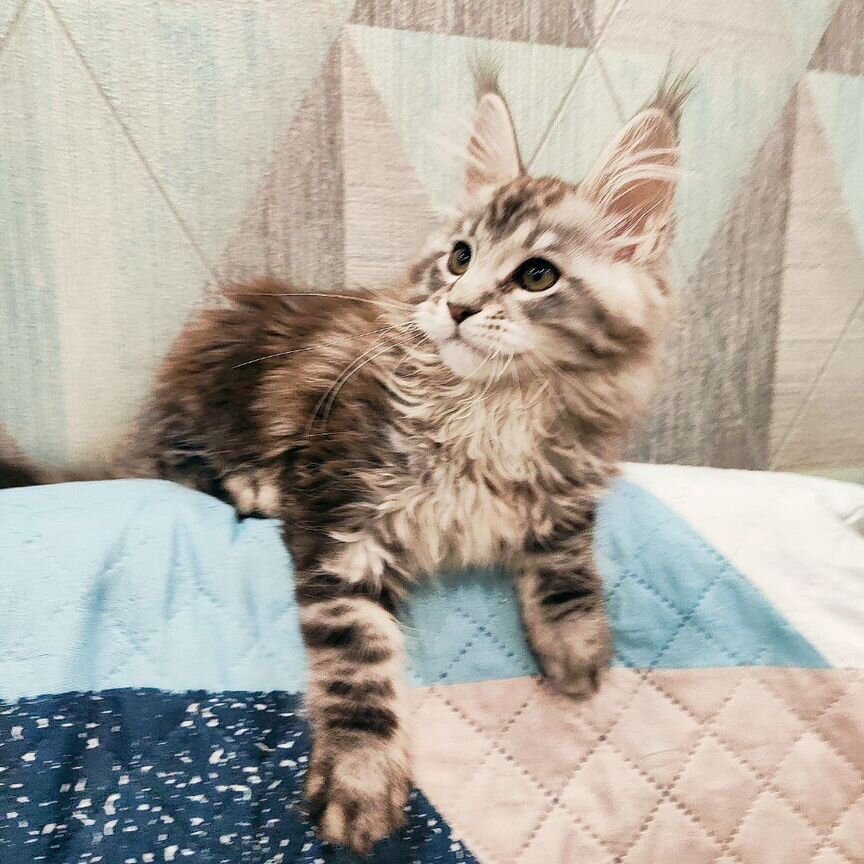Котик мейн-кун