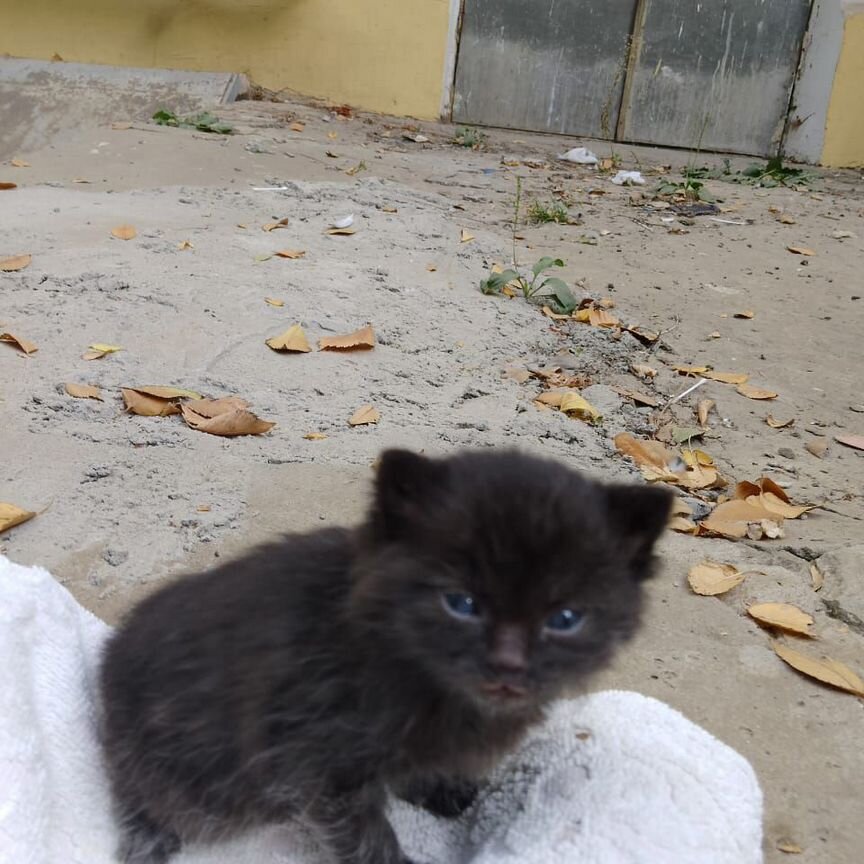 Черный котенок в добрые руки