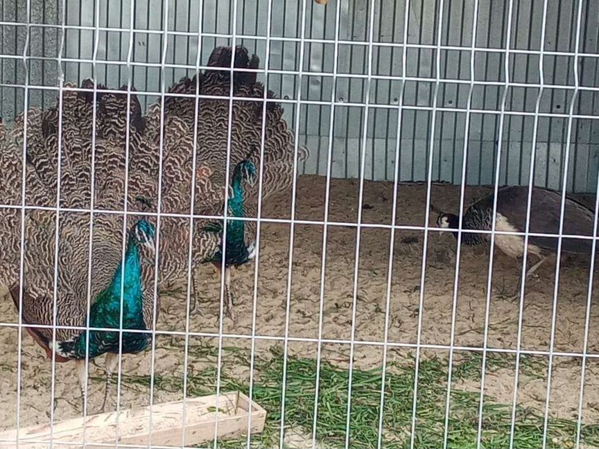 Птицы павлин