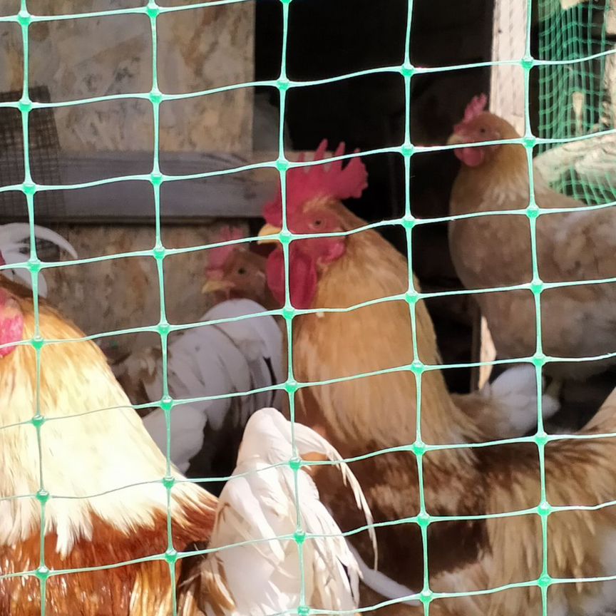 Молодые петухи мини-мясные