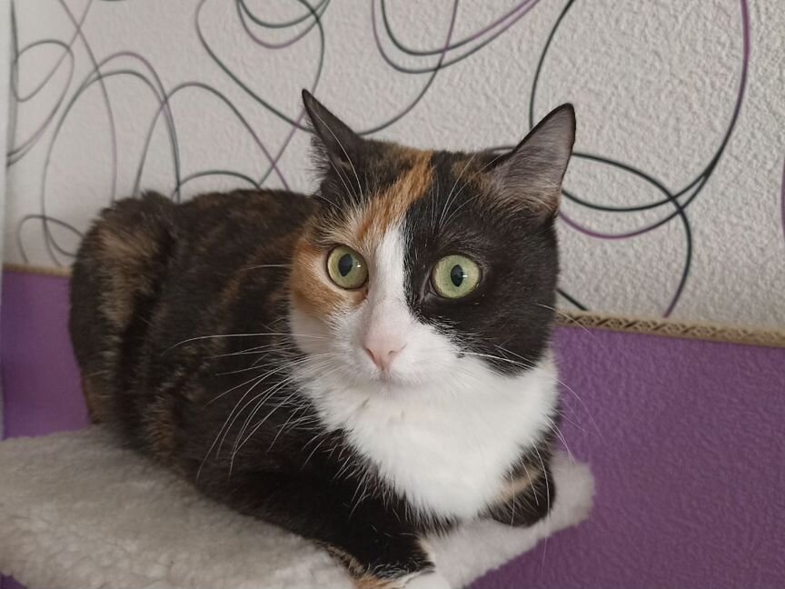 Кошки бесплатно