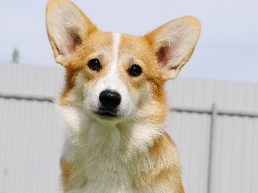 Вельш Корги Пемброк