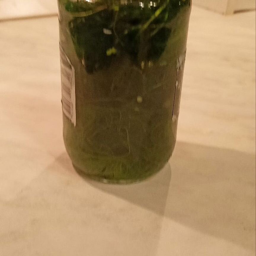 Баночка роголистинка и др