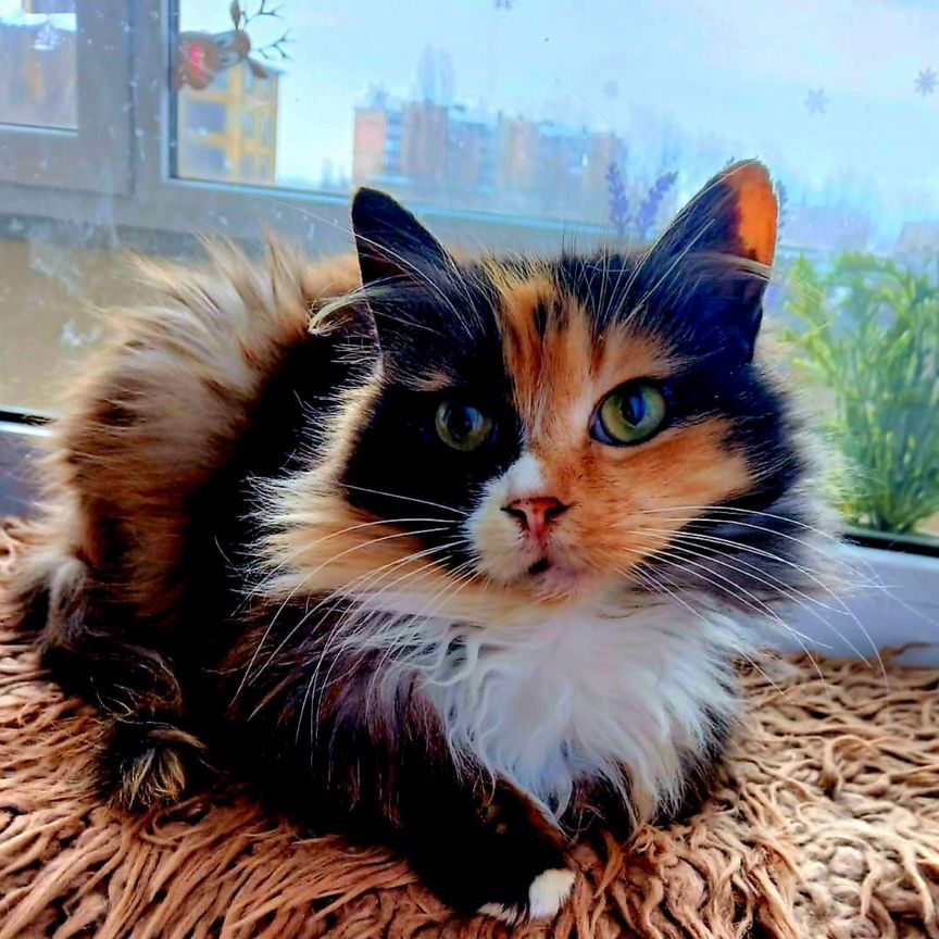 Люсье в самые лучшие ручки