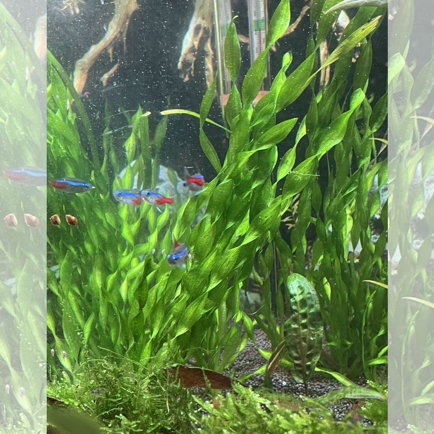 Аквариумное растение Валлиснерия