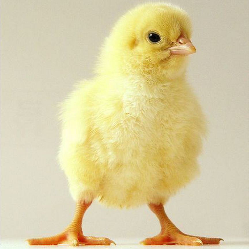 Цыплята бройлеры суточные