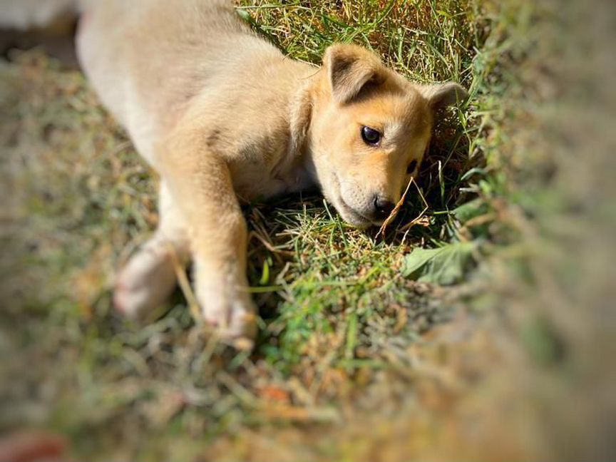 Лайка щенки метисы в дар