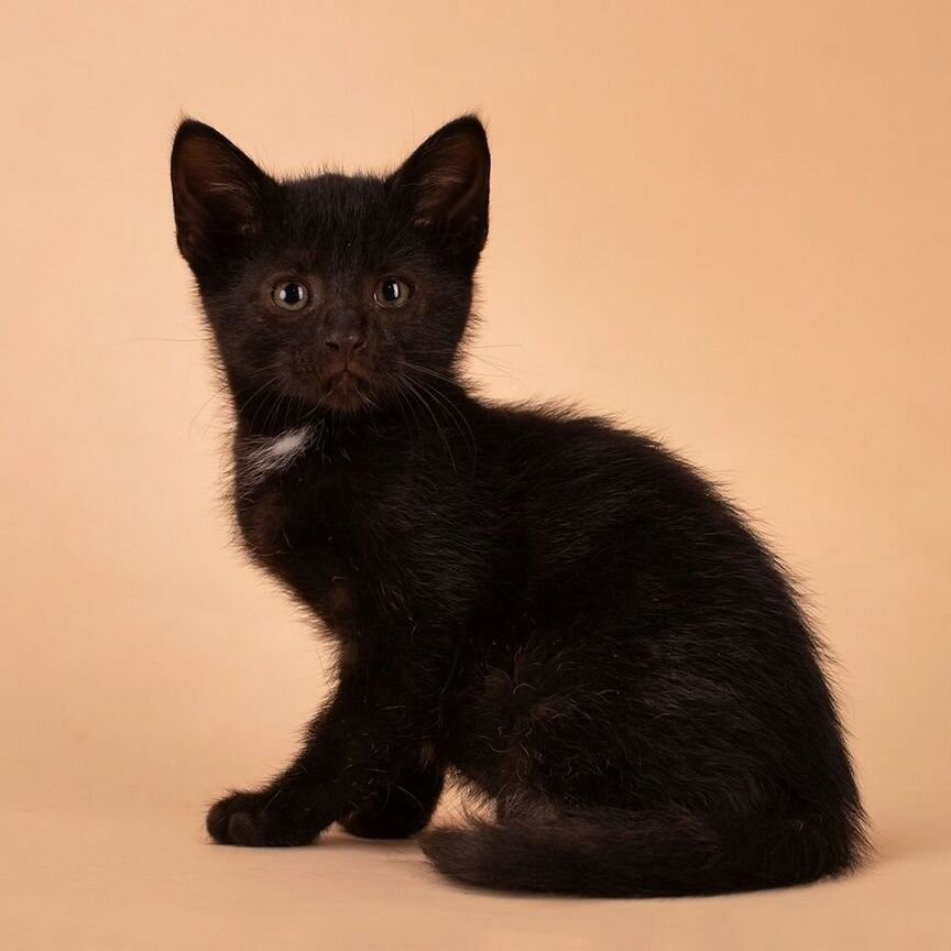 Котенок мальчик