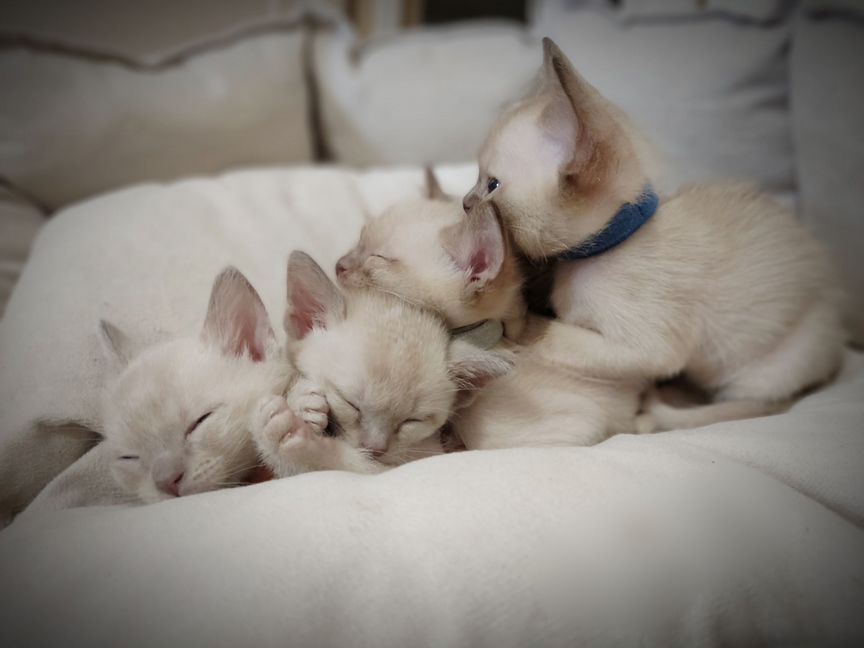 Бурманский мальчик