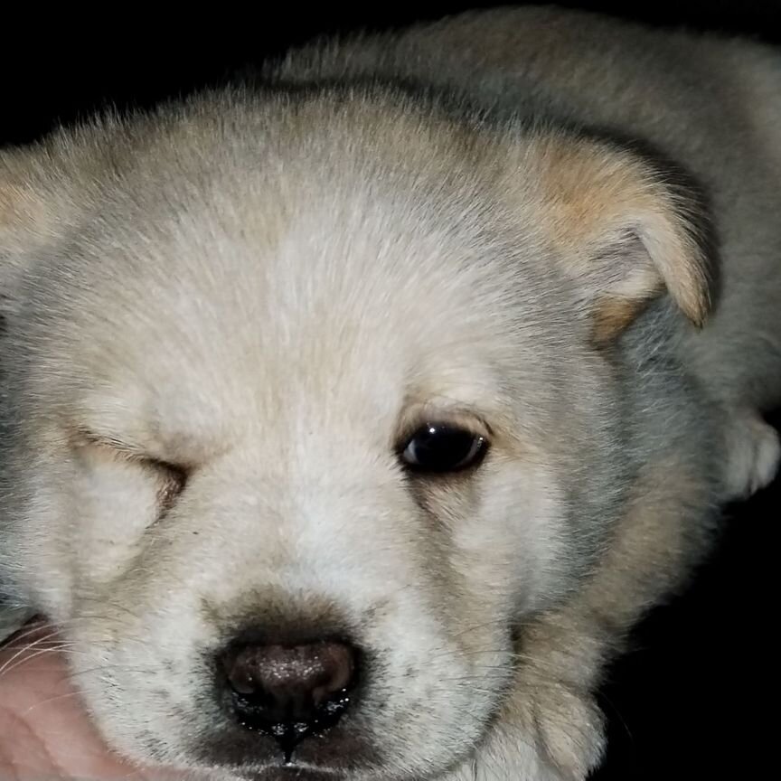 Смесь с лайкой, милый добрый малыш