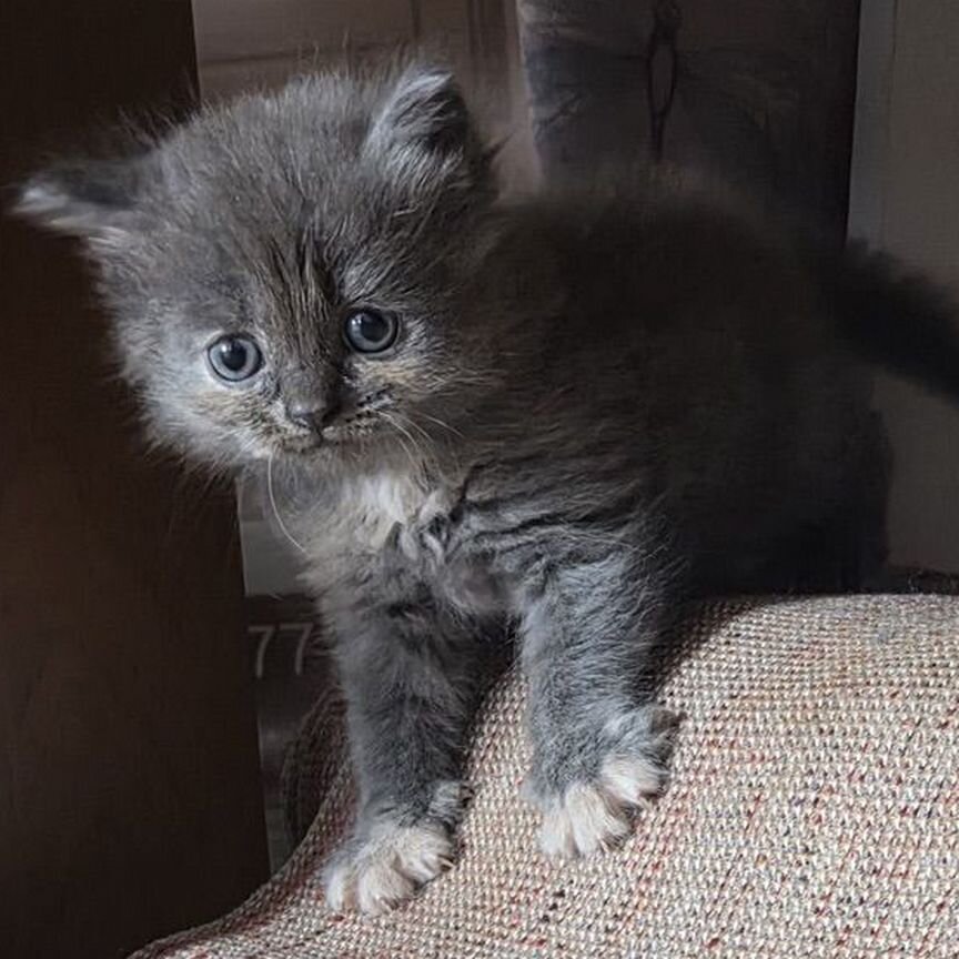 Котята