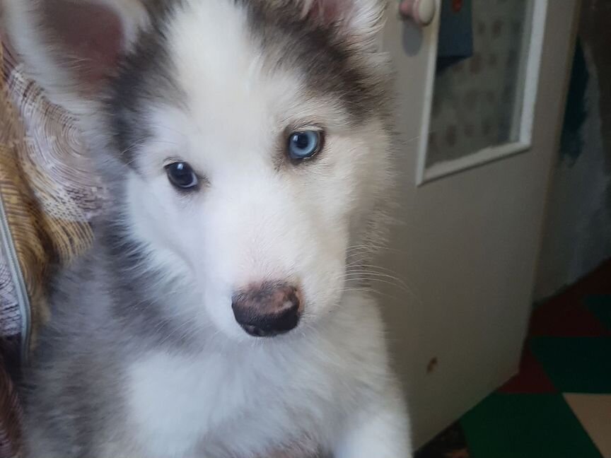 Щенки сибирской хаски мальчик