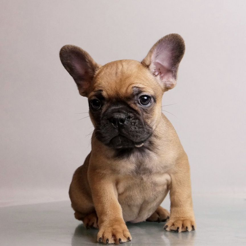 Французский бульдог щенки