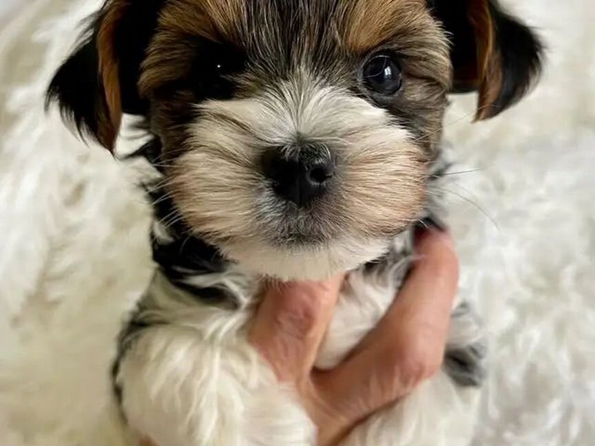 Бивер красотки