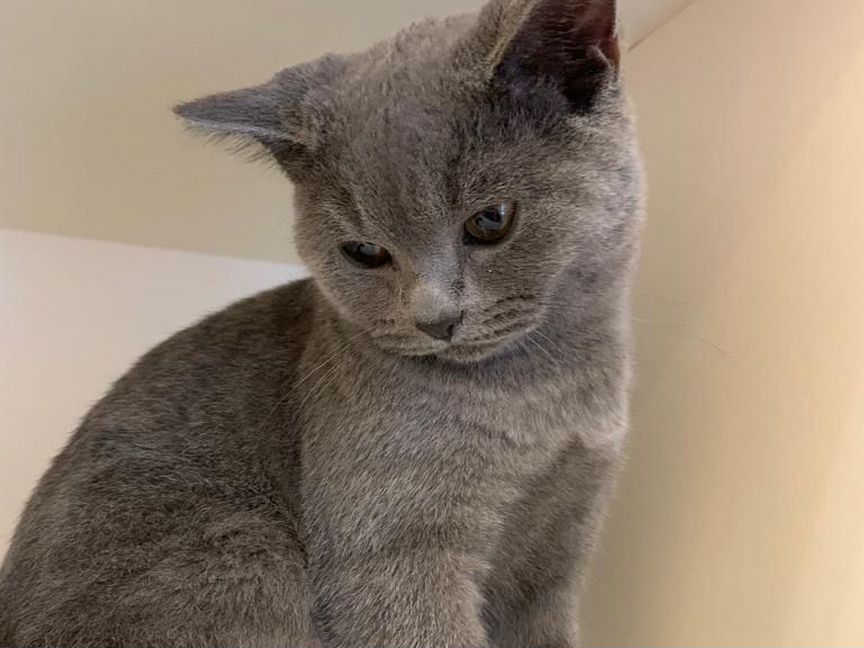 Кошка шотландец