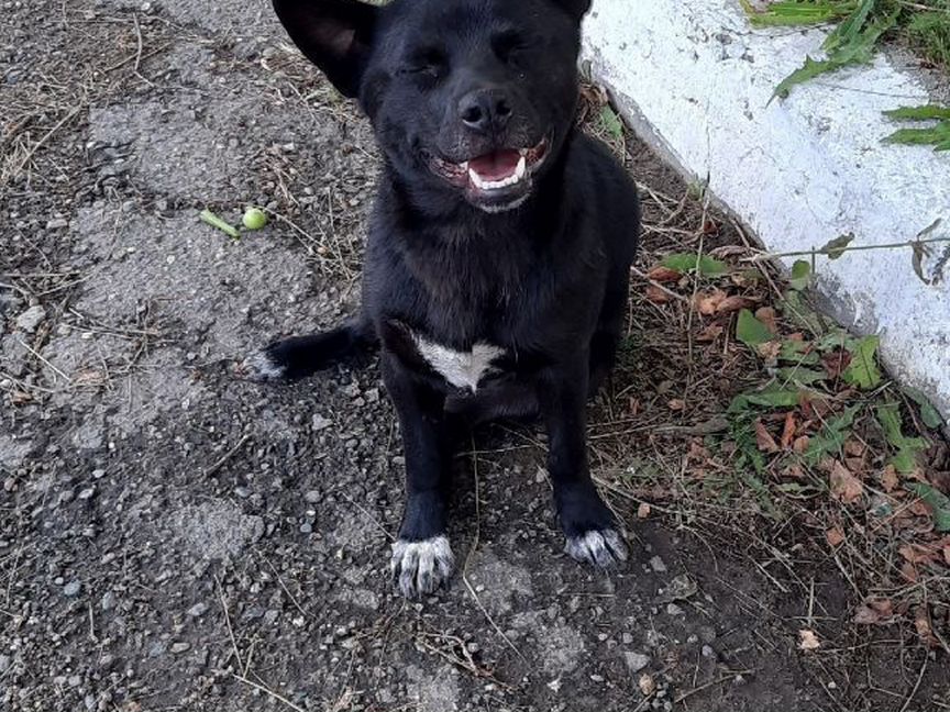 Собака в добрые руки