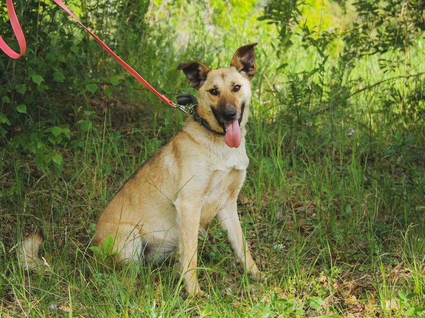 Метис Бельгийской овчарки