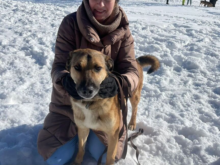 Молодой лесковый Шкипер погибнет в приюте