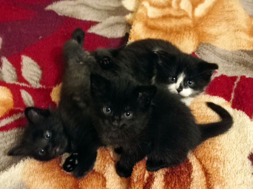 Котята1, 5 мес.в добрые руки бесплатно
