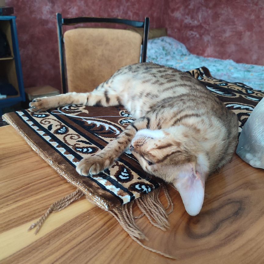 Подарю бенгальскую кошку