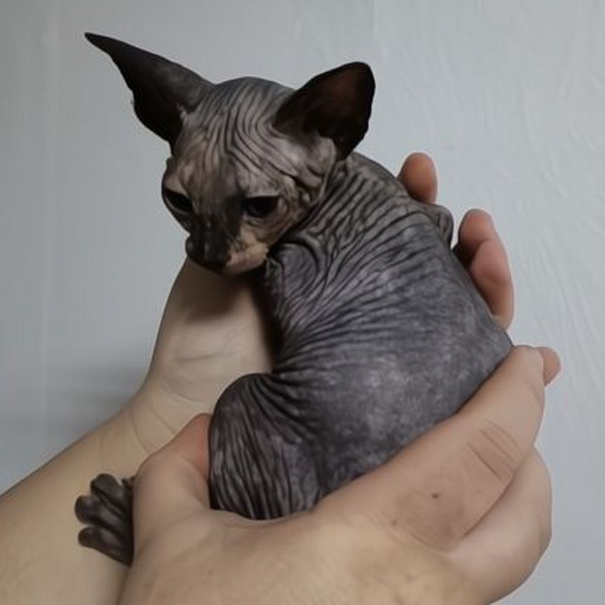 Канадский сфинкс котёнок