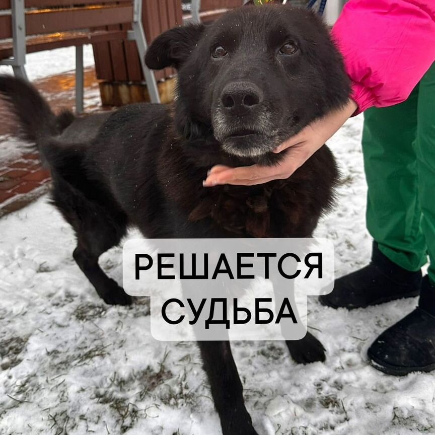 Собаке нужен дом