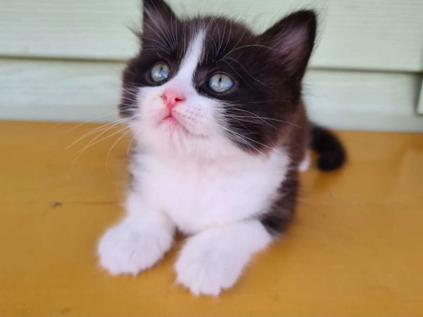 Котята. Мальчик и девочка