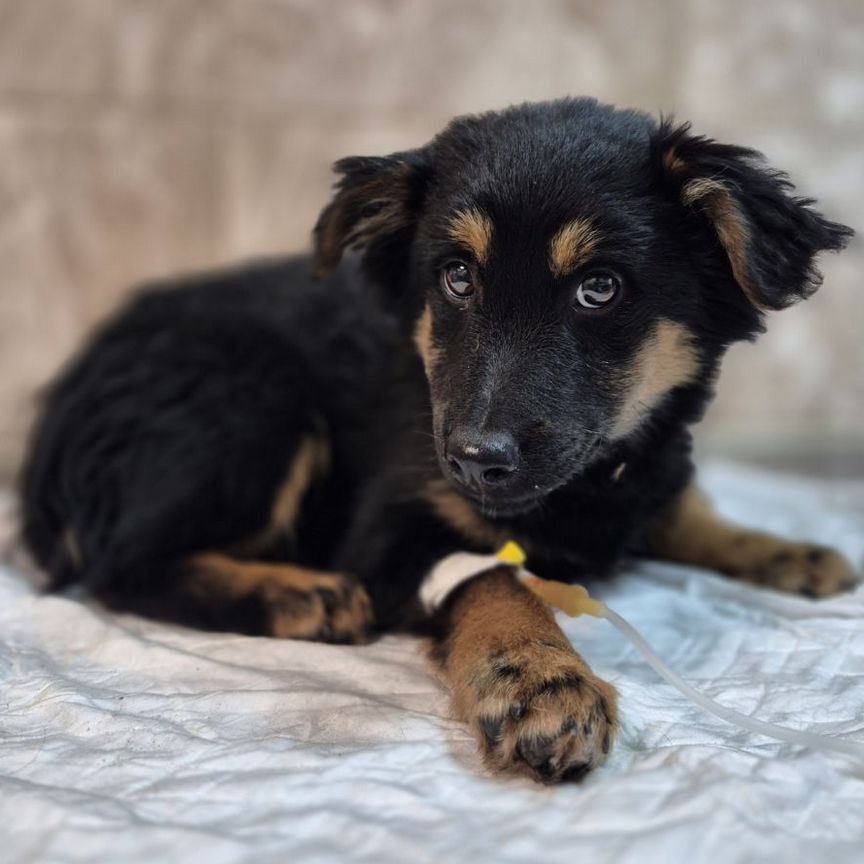 Щенок в добрые руки