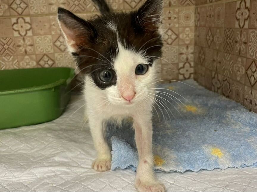 Котенок в добрые руки