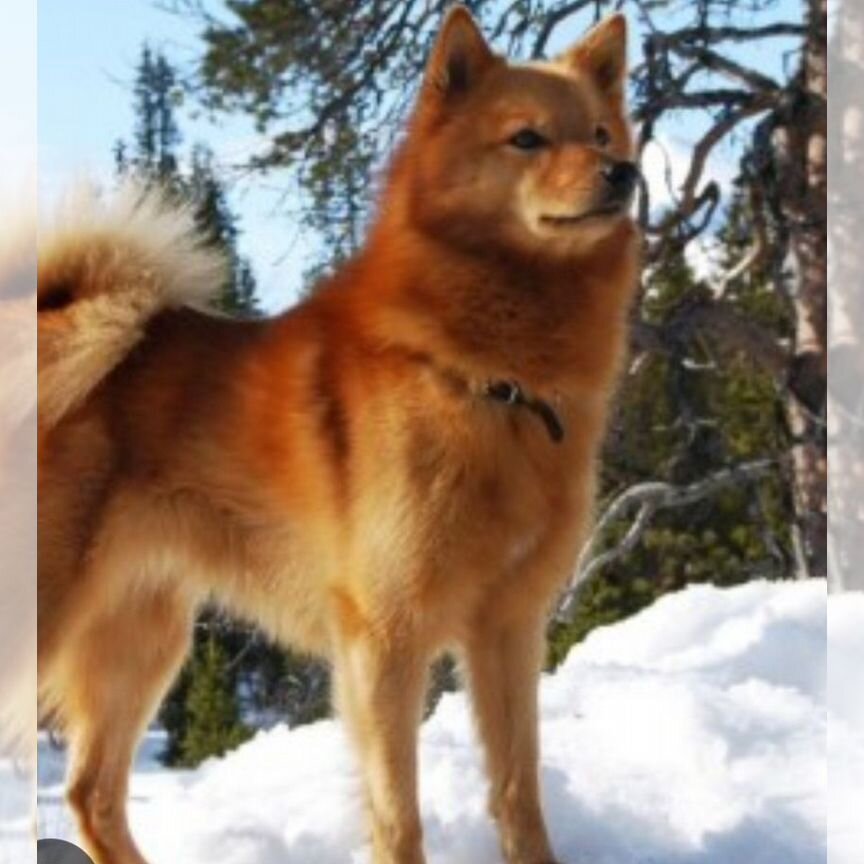 Лайка, взрослый пёс