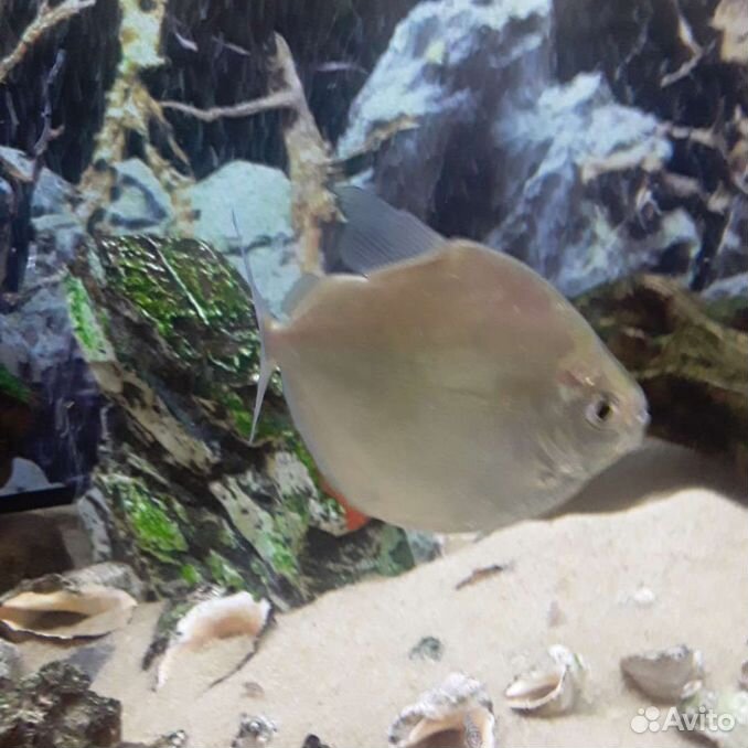 Метинис серебрисый