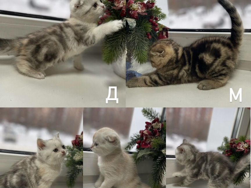 Шотландские котята