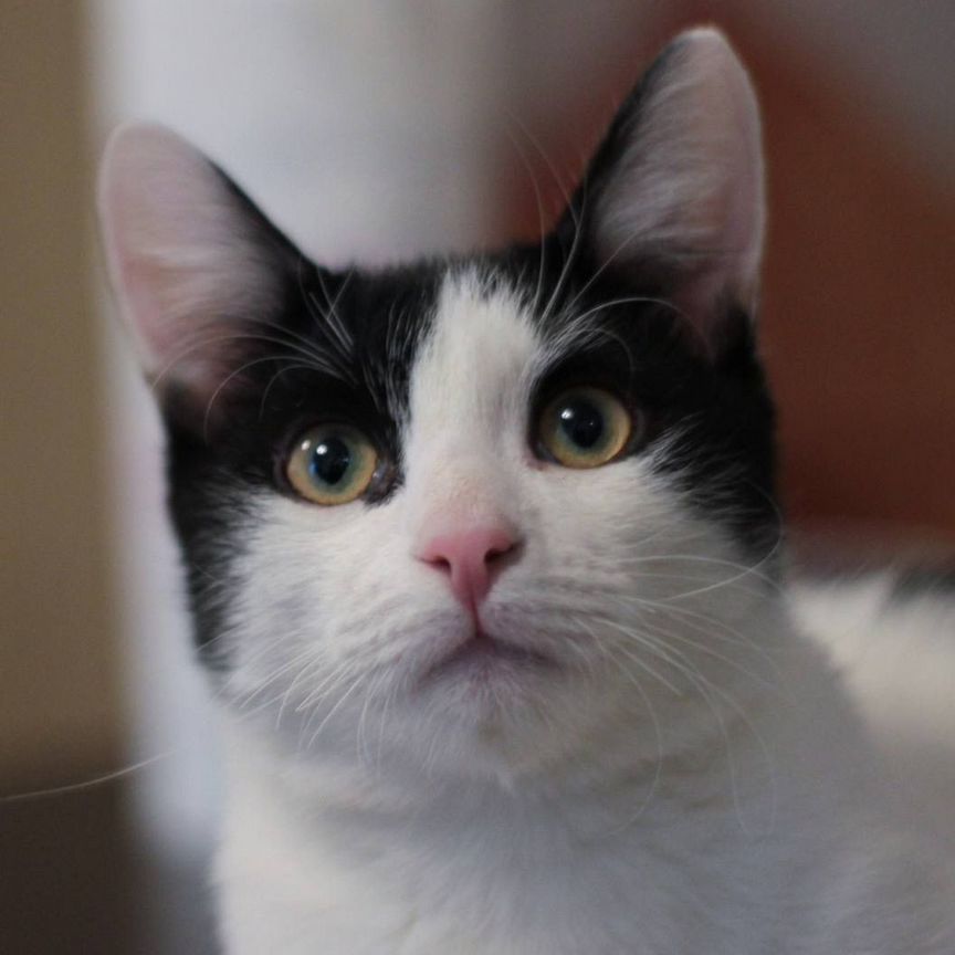 Котенок в добрые руки