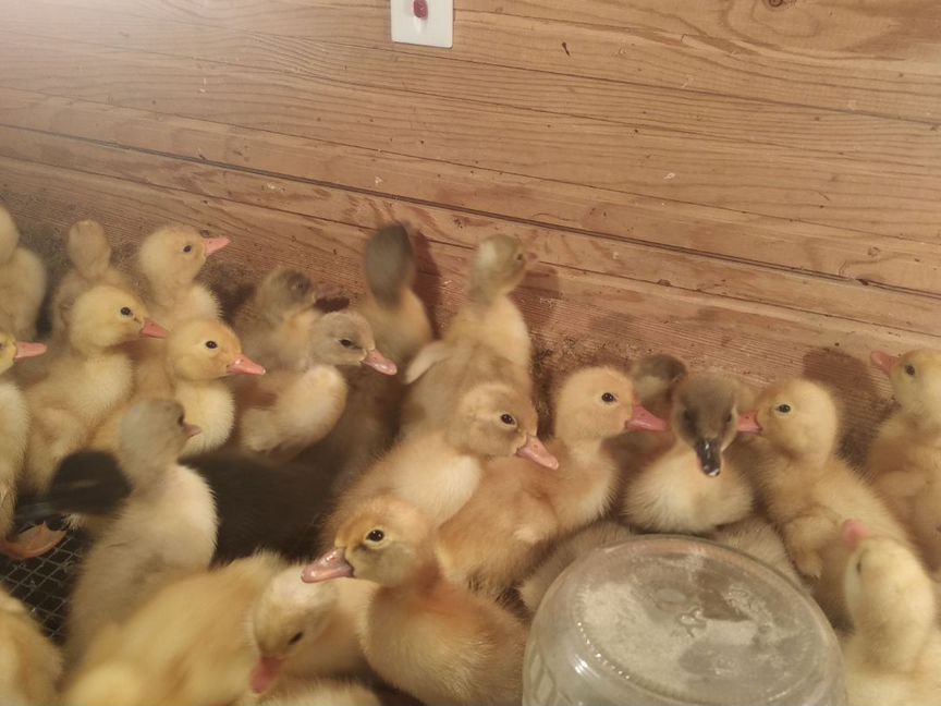 Катя голубой фаворит, стар53