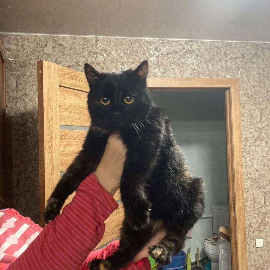 Кошечка стерилизованная,в добрые ручки