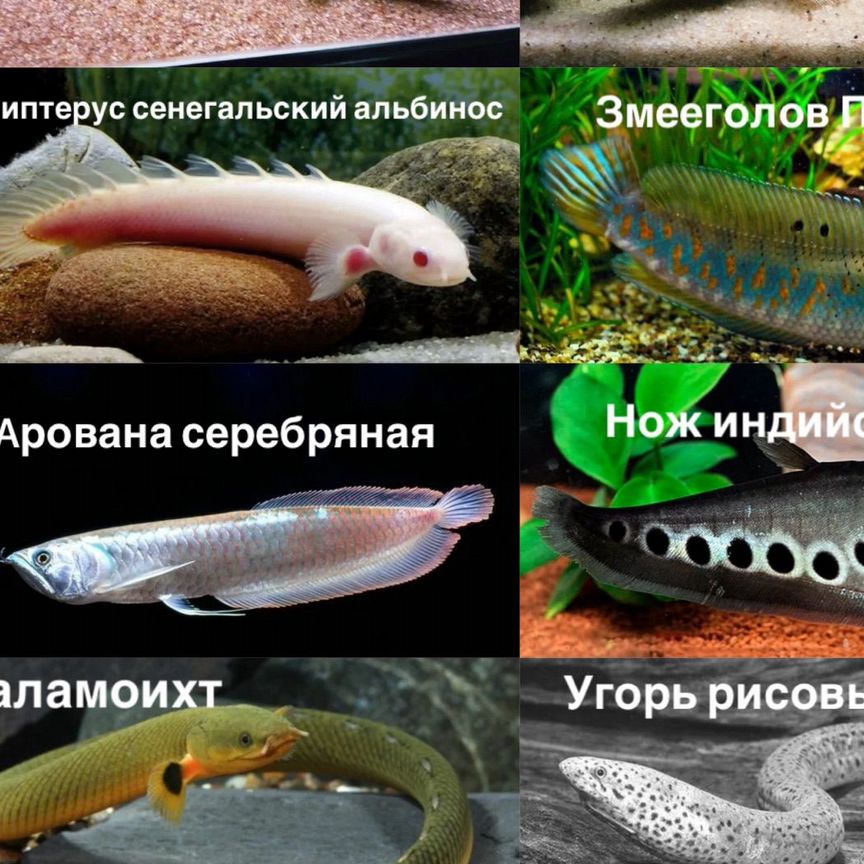 Аквариумные рыбки