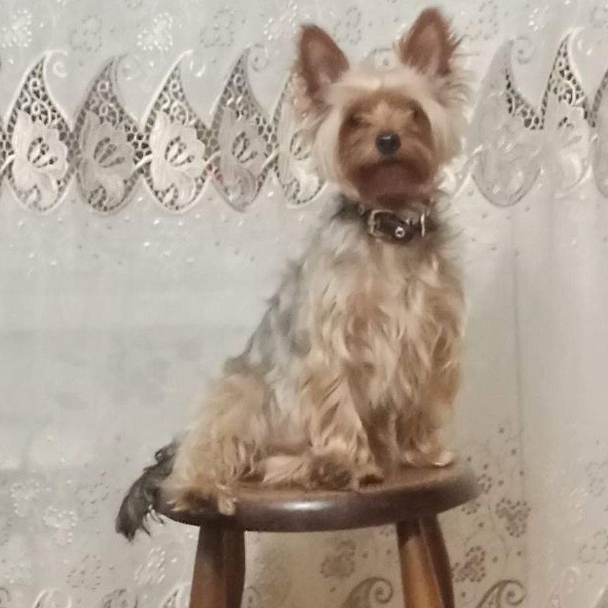 Йоркширский терьер